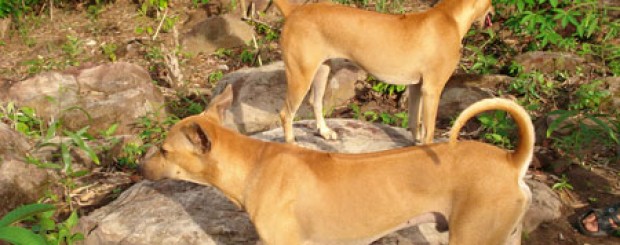 Truyền tai những câu chuyện về giống chó xoáy Phú Quốc